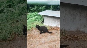 Добротный домик у котов🐱🌲