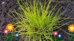 Овсяница сизая Голден Тоупи. Краткий обзор, описание характеристик festuca glauca Golden Toupee