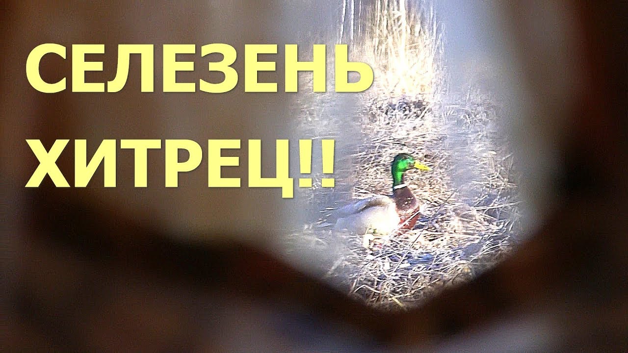 Охота с подсадной уткой. День 4й - "Селезень хитрец."