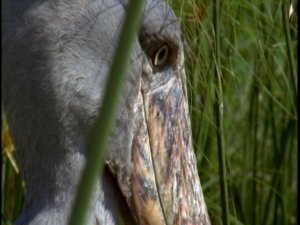 Дикая природа Африки (Wild Wonders: Africa)