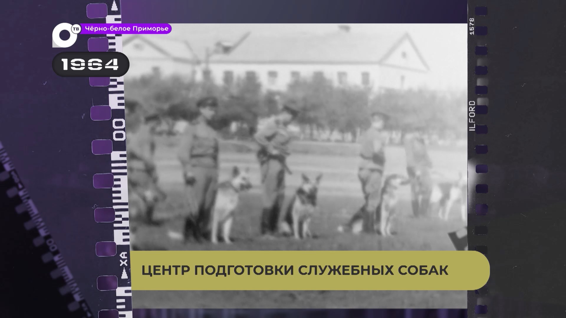 Черно-белое Приморье / Служебные собаки