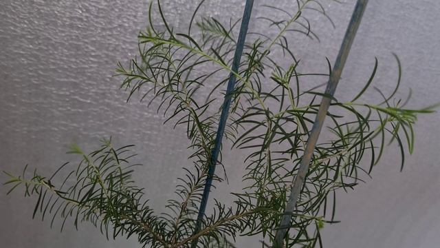 Мелалеука альтернифолия 4