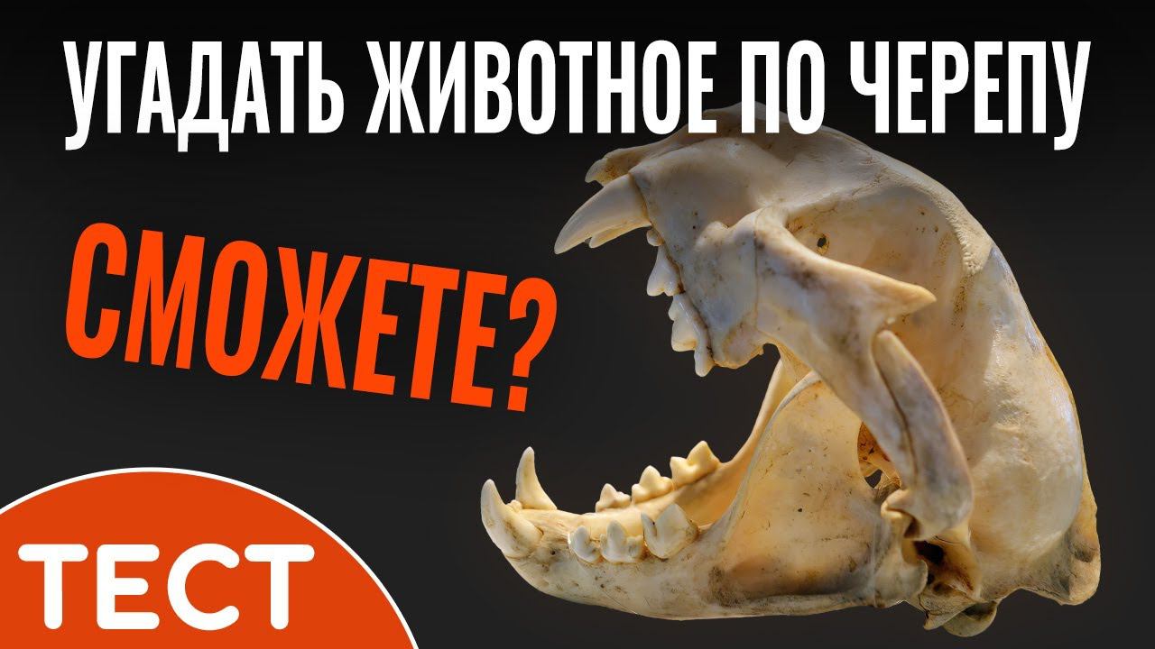 Тест: сможете угадать животное по черепу?