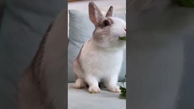 отложенная и 18+ №2