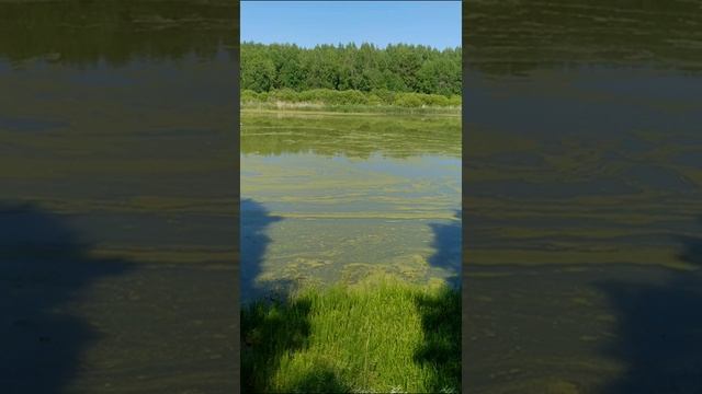 Орёл - царь птиц.