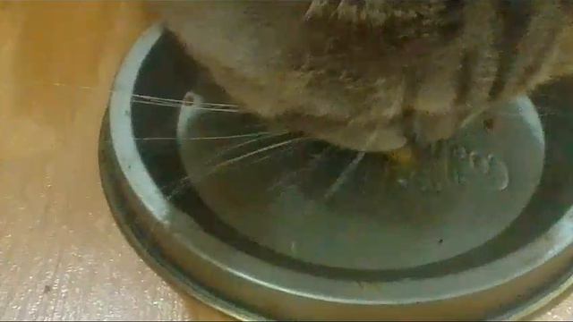 Кошечка Лиза ест печенье 🍪🍪🍪🍪🍪🍪🍪