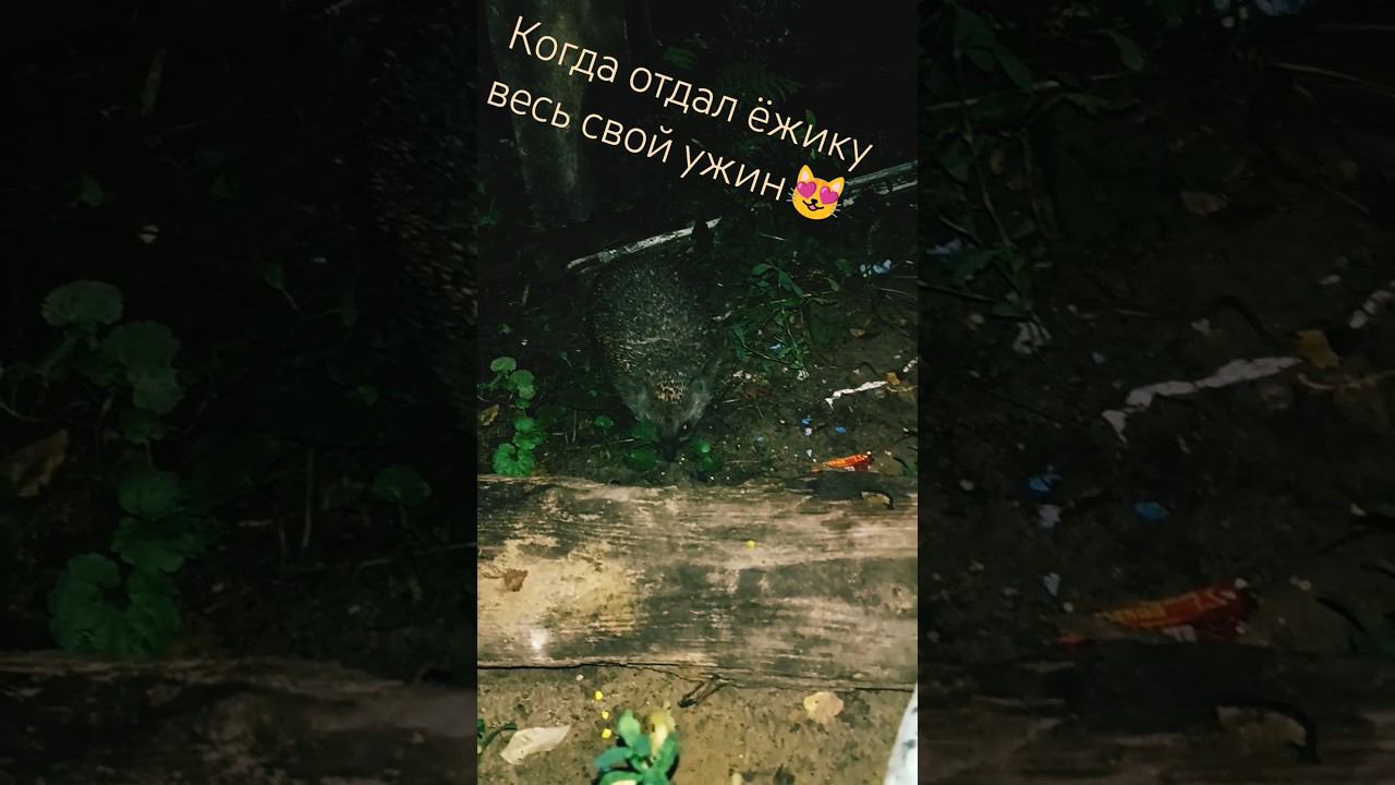 Фырь Фырь порадовался