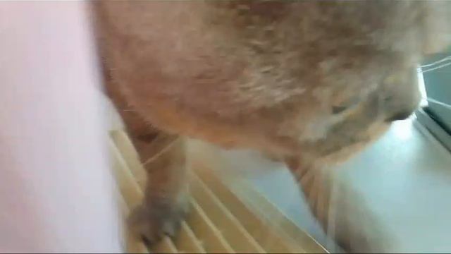 Прыжок кошки Лизы