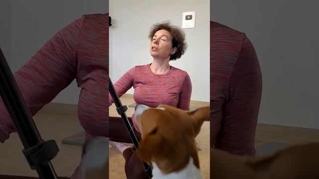 Почему хозяйка на меня не смотрит? Басенджи Рональд