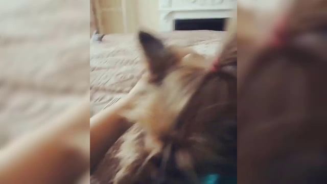 Приколы с животными | Приколы угары | Засмеялся подписался #4