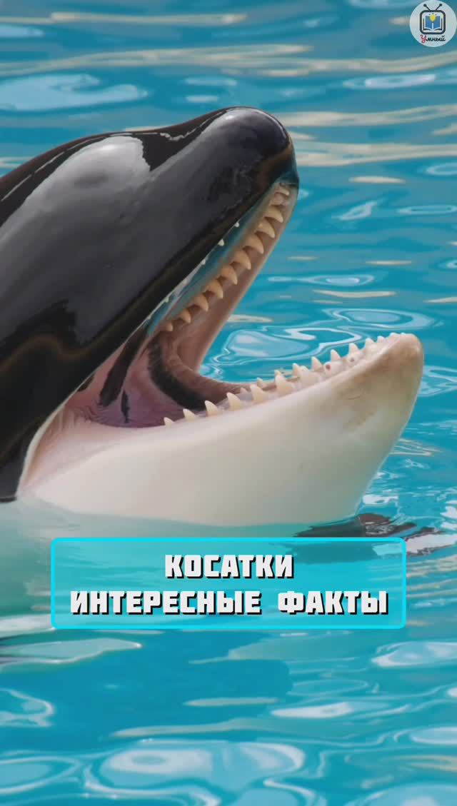 Косатки интересные факты