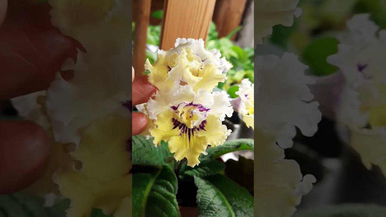 ZM-Цыпочка. Стрептокарпусы.#shorts