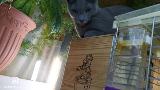 Соня охраняет Масковых неразлучников