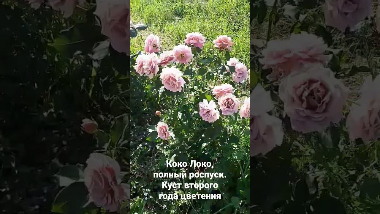 роза Коко Локо