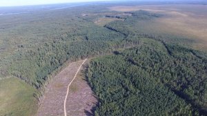 Весьегонск - окрестность - болото - брусника