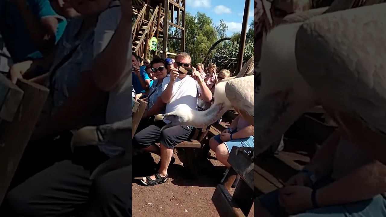 Oasis Park Fuerteventura Birds #shorts