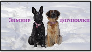 Зимние догонялки