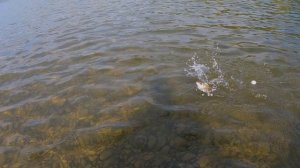 РЫБАЛКА НА ХАРИУСА В ГОРАХ АЛТАЯ