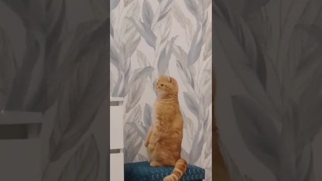 Котик смотрит иллюзию обмана