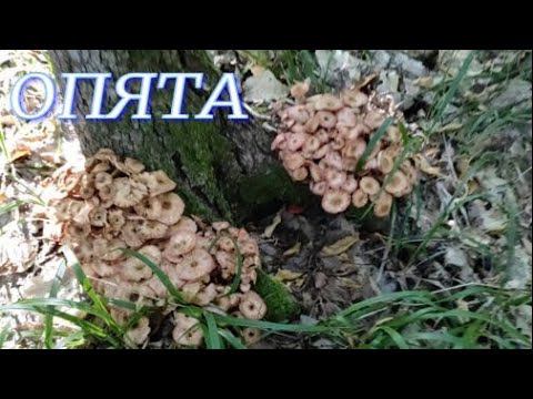 №266/ ЧУДЕСНАЯ поездка в лес по грибы (Опята, Печёночница)
