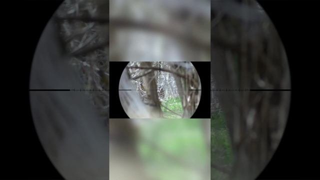 Сквозь деревья