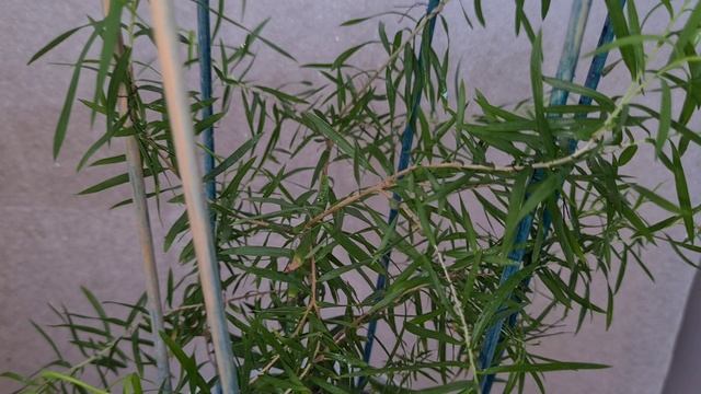 Мелалеука СП 6