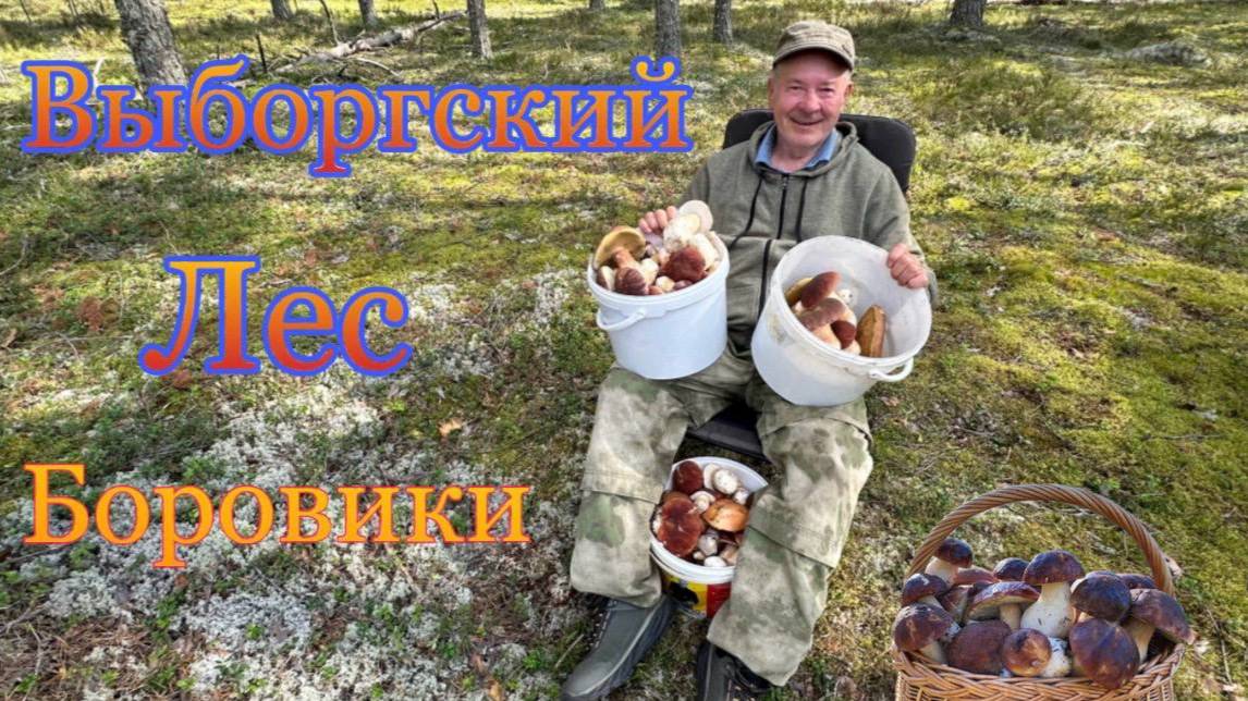 Боровик, Белый гриб, лес, природа, красота. Грибные места под Выборгом.
