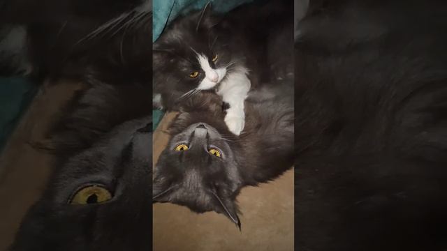 Девчульки на отдыхе 😸😻