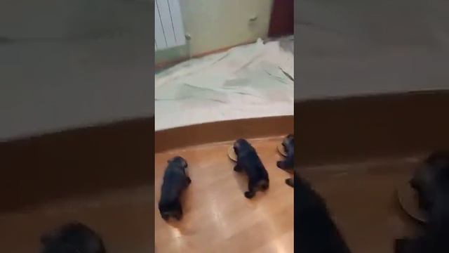 Щенки миттельшнауцера 3