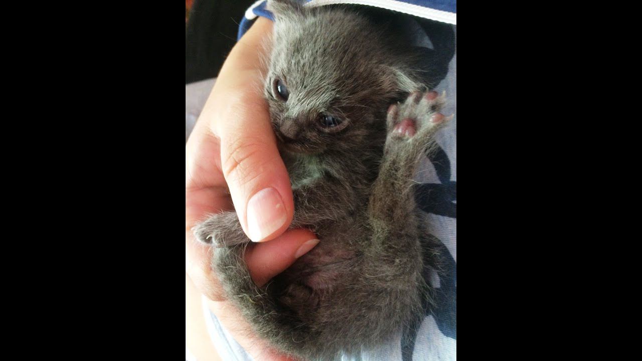 Подбросили котенка !Каким он стал.