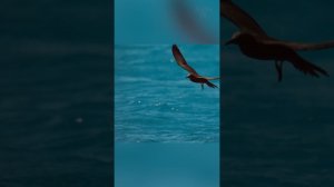 Этим чайкам лучше не садиться здесь на воду!