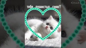 котики котики мягкие животики