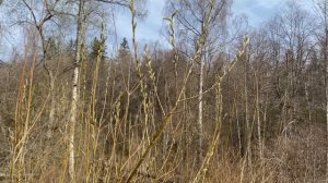 Сезон пеших прогулок по лыжероллерной трассе открыт. Обнинск.