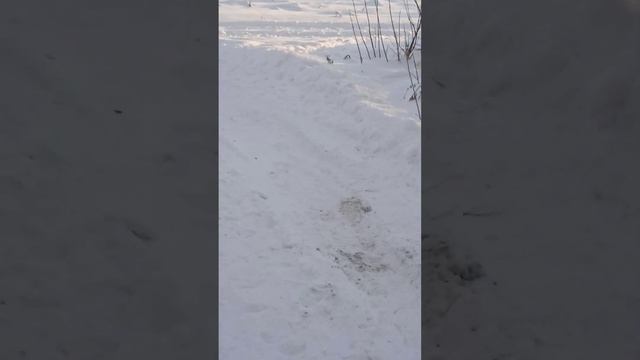 омск. снт космос. за езжайте кто хотите.