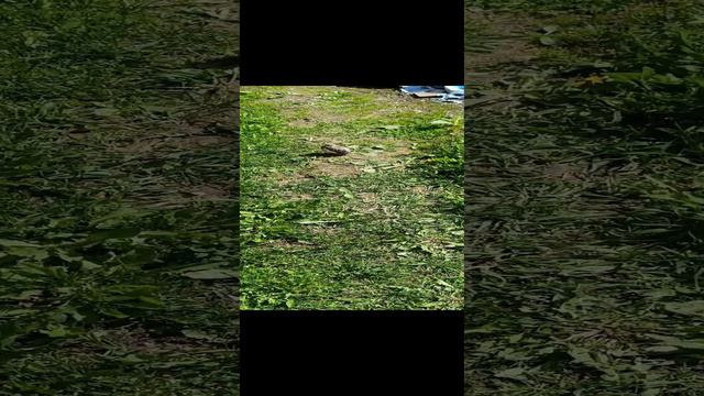 Опасная встреча на дороге 🐣 #птенец #дорога #дача #птица #shorts