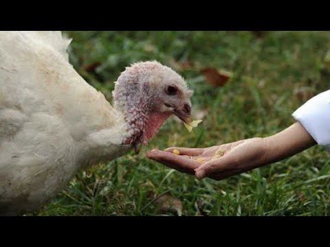 Что любят индюки/Как давать птице бифидумбактерин и глюконат  кальция.