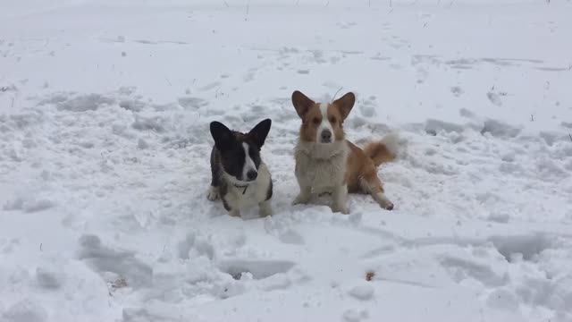 Лаврик и Ларсик играют. Апрель 2017