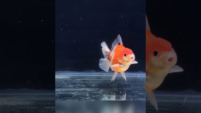 Most Beautiful Oranda Goldfish In Aquarium Tank | Goldfish kingdom Beautiful Oranda Fish #238