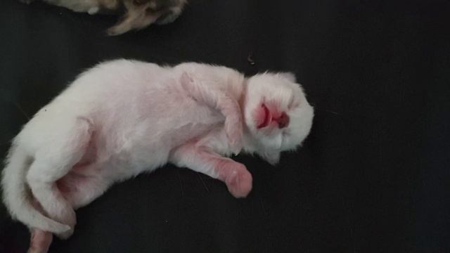 Маленький пушистик♥♥♥