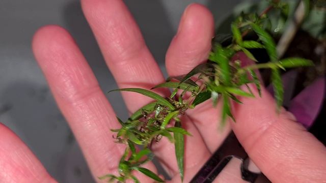 Серполистный 8