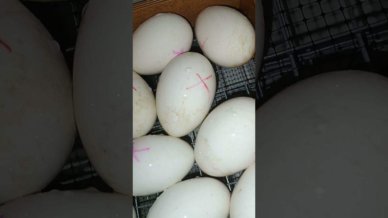 ИНКУБАЦИЯ НАКЛЁВ ГУСЯТ #инкубация  #animals #животные #гектар #дв #гусинаяферма #линда #крупный