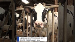 О развитии молочного скотоводства в Матвеево-Курганском районе