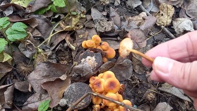 ❗ИСКАЛА ДОРОГУ НА РАБОТУ, А НАШЛА ФЛАММУЛИНУ ?