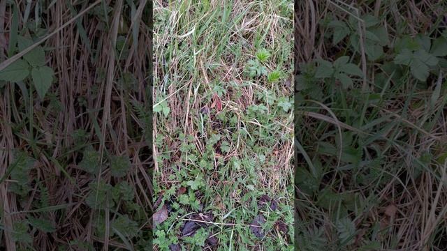 Пение птиц весной