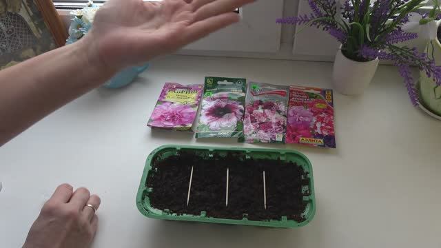 Дом видео Сею петуньи для кашпо 30 января 2024 года