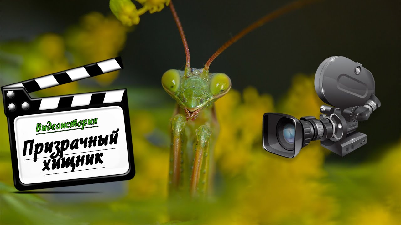 Видеоистория. Призрачный хищник. Фауна Беларуси / Микропланета