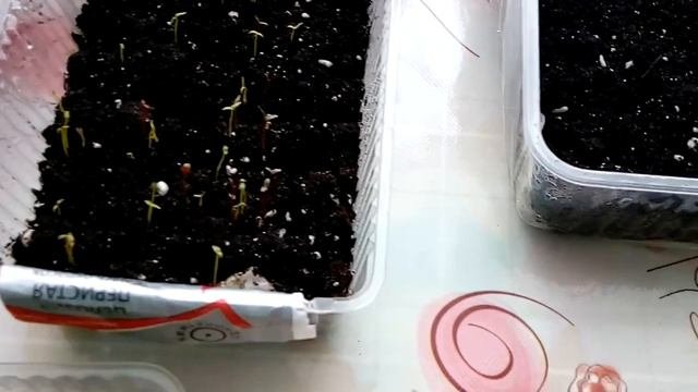 #посадка_цветов_весной#что_посадить#рассада Сажаю новые растения в марте ОБЗОР!
