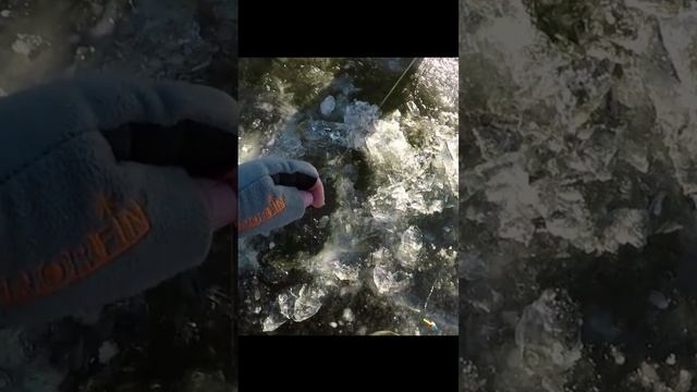 Зимняя ловля трофейного карпа. Один на 9 кг!