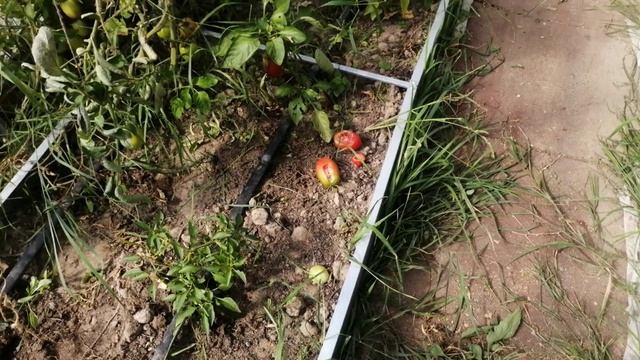 Урожай 4-го сентября