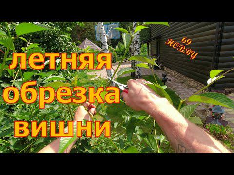 ЛЕТНЯЯ обрезка молодой ВИШНИ! ЧТО и КАК резать!